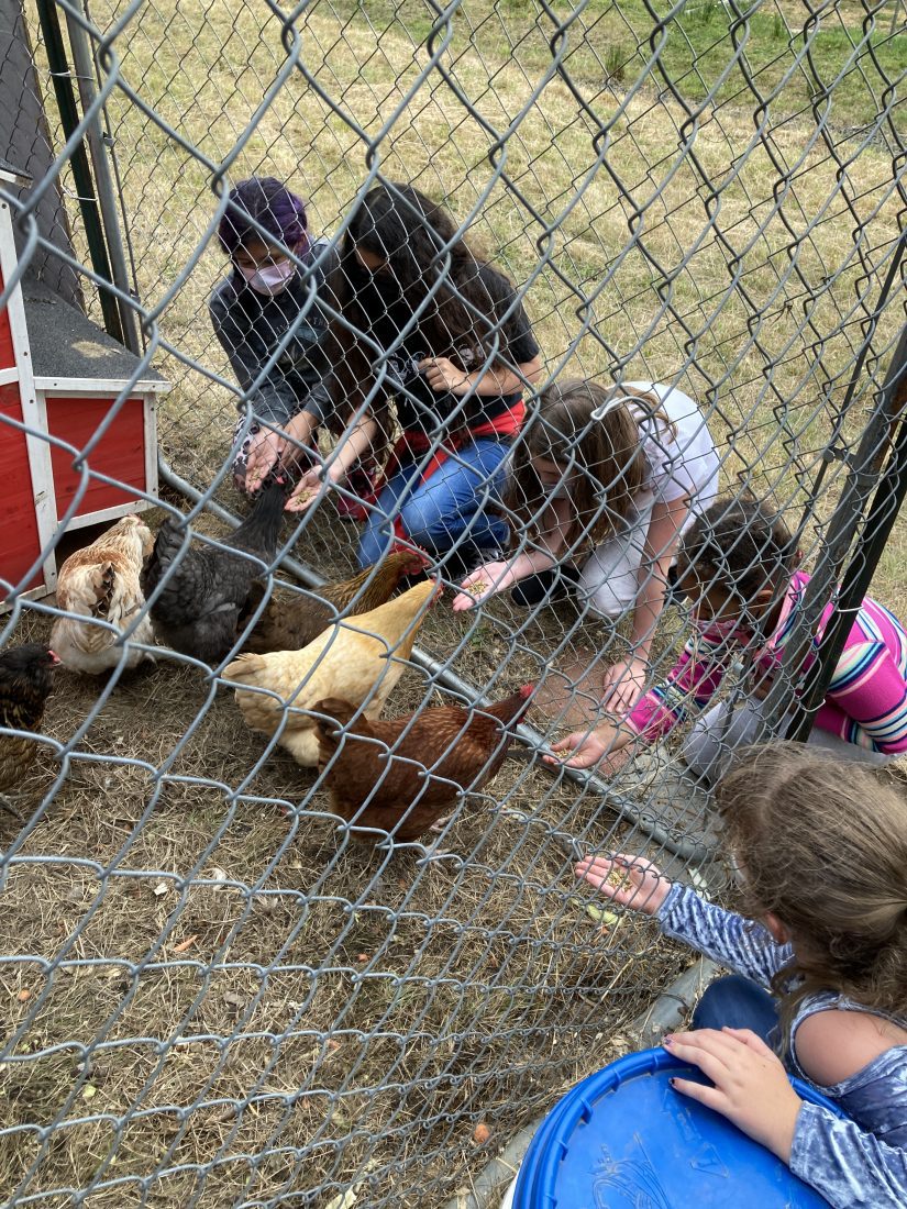 Chickens bring people together at The Salvation Army in Coos Bay ...